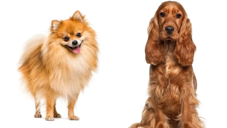 Cocker Spaniel Pomeranian