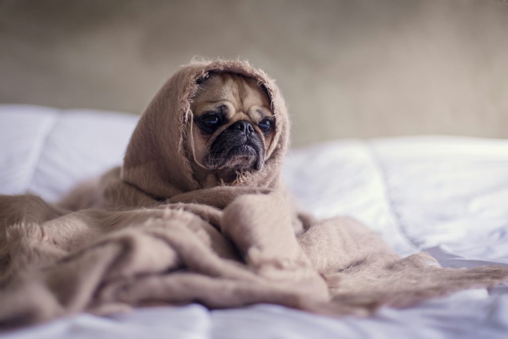 The Best Dog Period Pads In 2024 - Dogtime