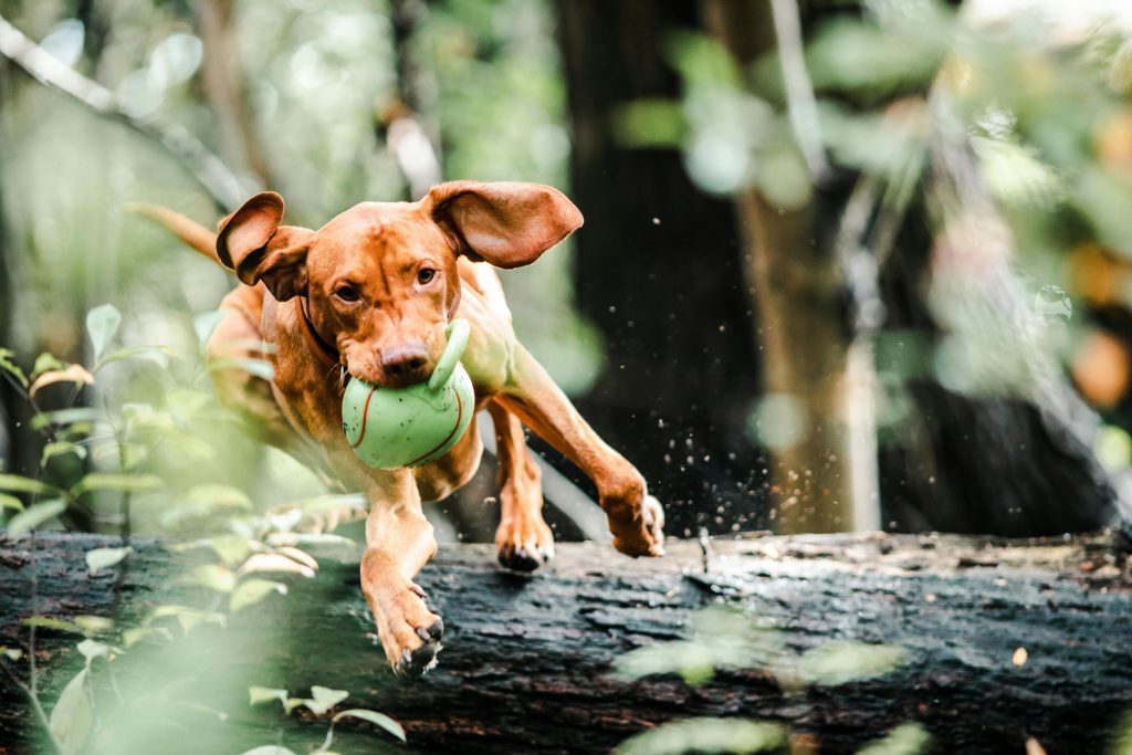 The 5 Best Interactive Dog Toys - Dogtime