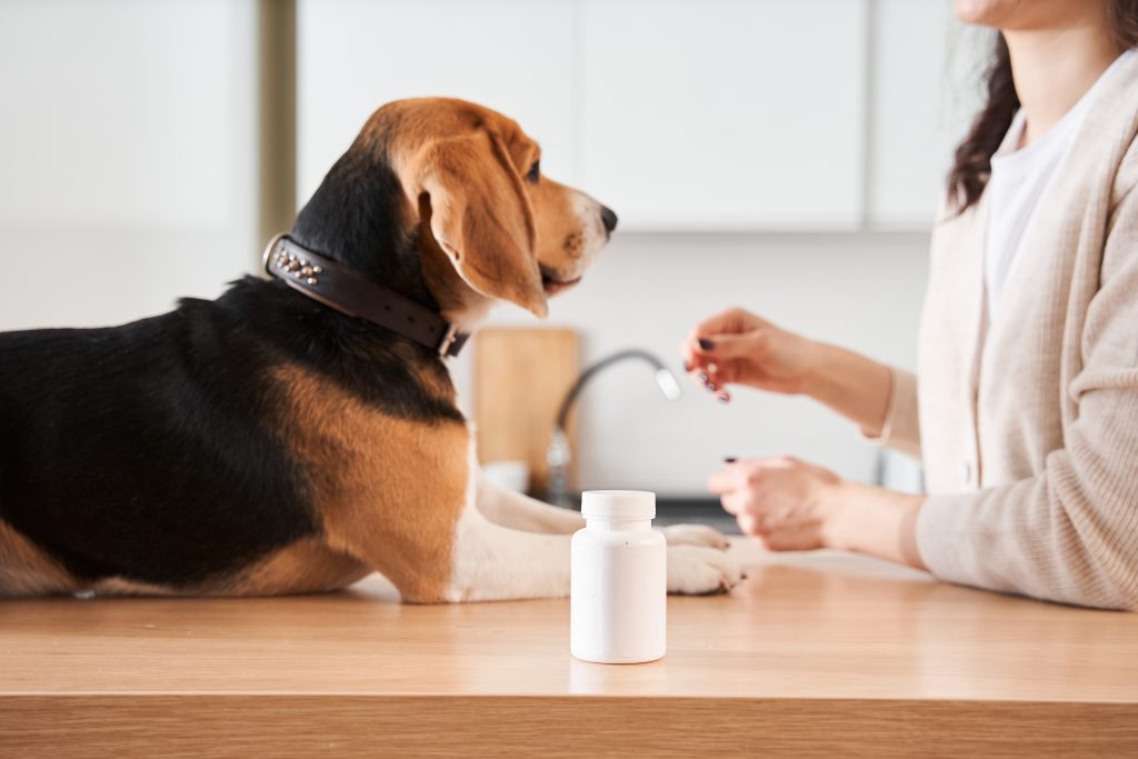 Best Dog Probiotics - Dogtime