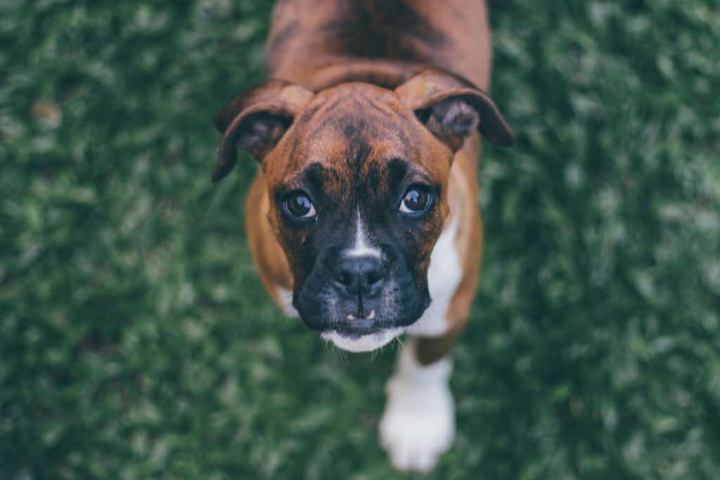 The Best Dog Food For Boxers In 2024 - Dogtime