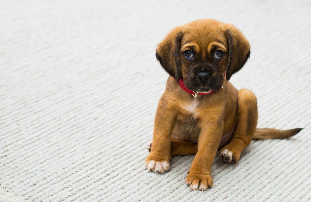 5 The Best Wet Puppy Food in 2024 - Dogtime