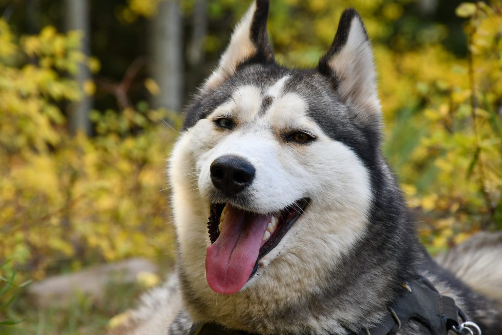 The Best Harness For Husky Dogs - Dogtime