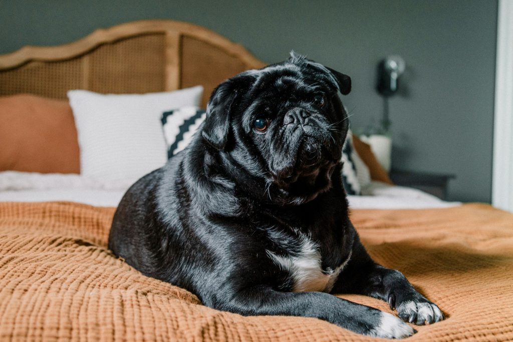 The Best Dog Food For Overweight Dogs In 2024 - Dogtime
