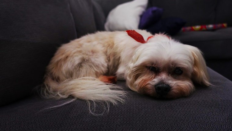 7 Best Calm, Low-Energy, Couch Potato Dog Breeds - DogTime