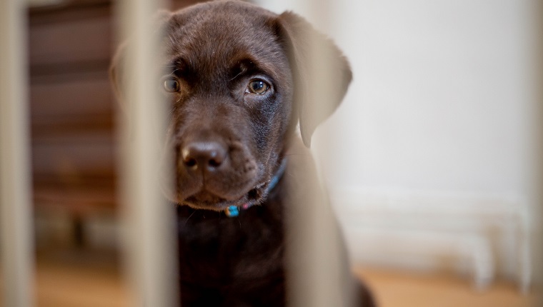 How To Housetrain Your Puppy: Steps To Take & Mistakes To Avoid - DogTime
