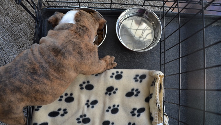How To Housetrain Your Puppy: Steps To Take & Mistakes To Avoid - DogTime