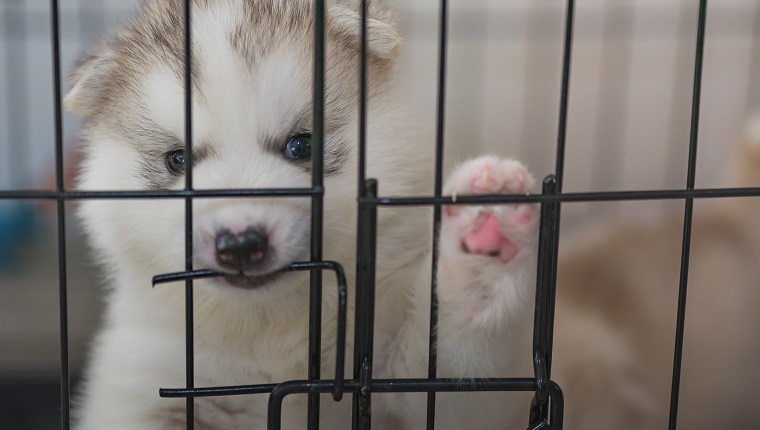 How To Housetrain Your Puppy: Steps To Take & Mistakes To Avoid - DogTime