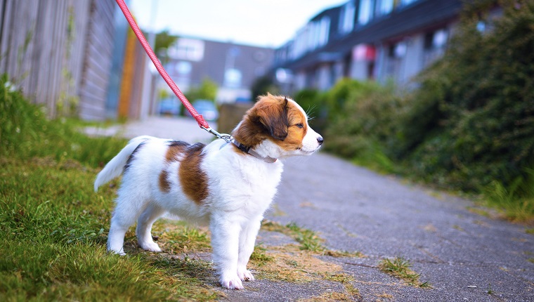 How To Housetrain Your Puppy: Steps To Take & Mistakes To Avoid - DogTime
