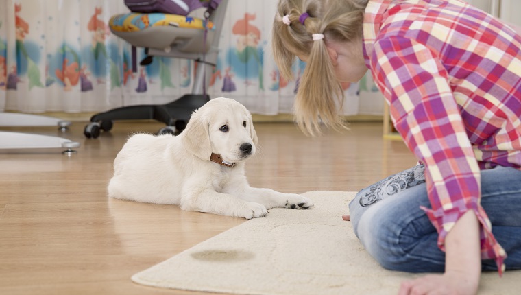 How To Housetrain Your Puppy: Steps To Take & Mistakes To Avoid - DogTime