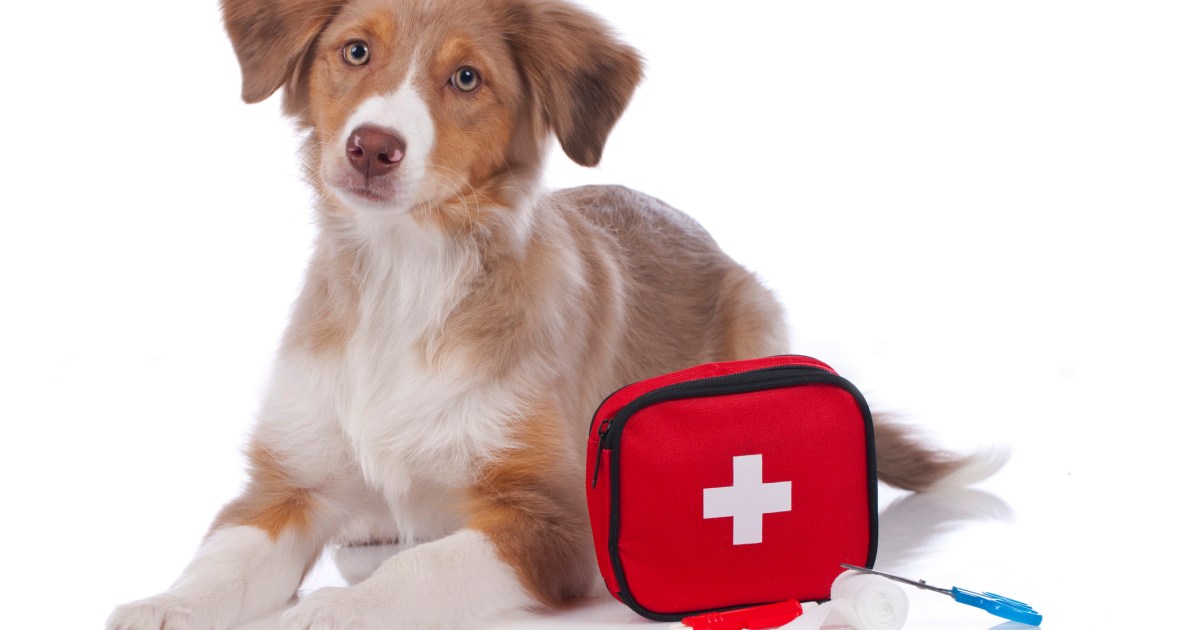 A Complete Guide to First-Aid Kits for Dogs - DogTime