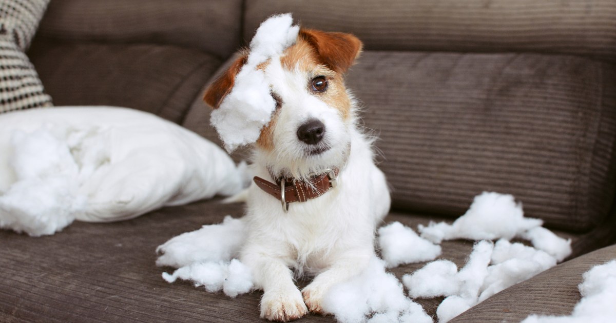 Destructive Dog Chewing and Digging