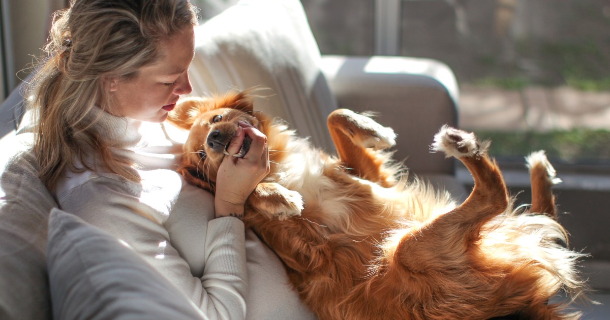 Dog Biting and Mouthing - DogTime