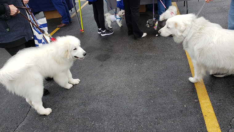 Adolescent Dogs: What To Expect & Tips To Manage Behavior - DogTime