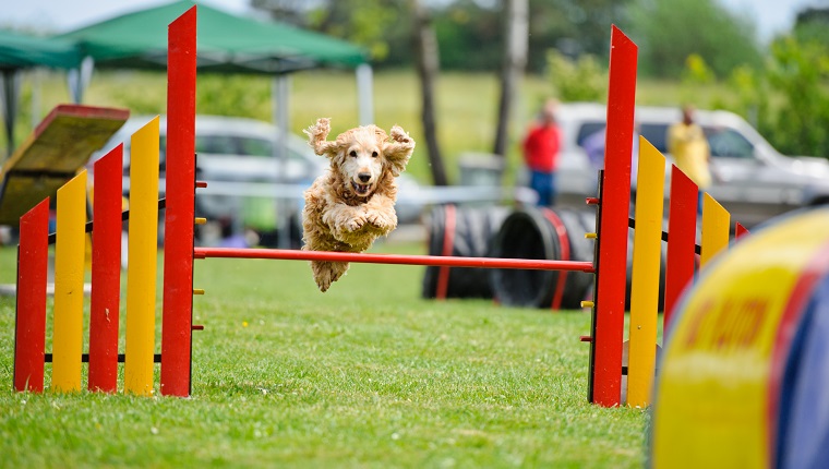 Dog Agility Training: Where To Begin With Your Dog - DogTime