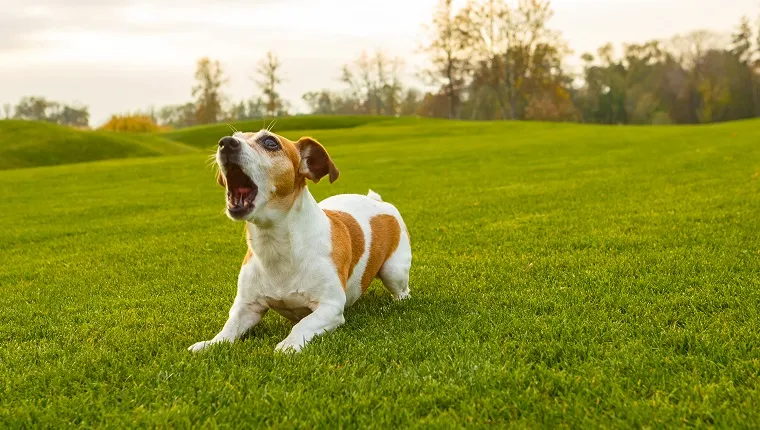 Excessive Dog Barking: What To Do When Your Dog Is Too Vocal - DogTime