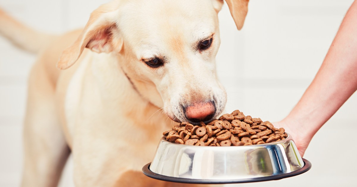 The Nutrients Your Dog Needs - DogTime