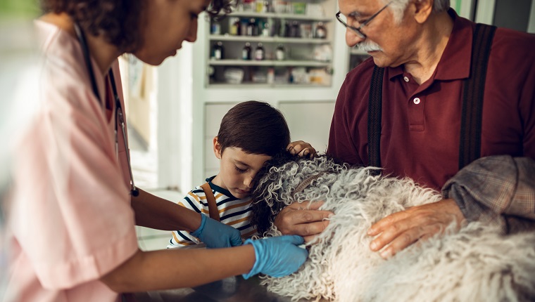 The Loss Of Your Dog: What To Expect When It Comes To Grief ...
