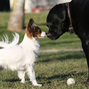 Raising a dog-friendly dog - DogTime
