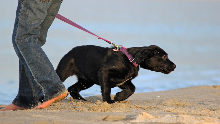 Dog Leash Training: What To Do About Your Dog's Pulling - DogTime