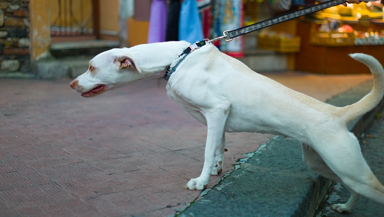 Dog Leash Training: What To Do About Your Dog's Pulling - DogTime
