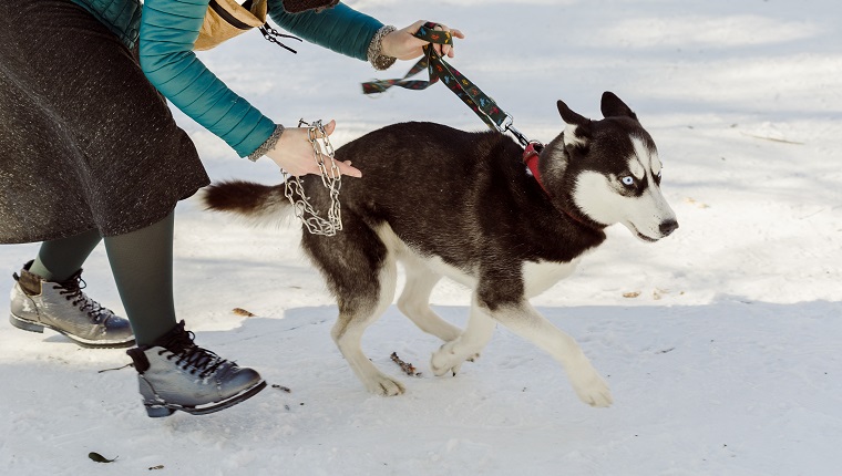 Dog Leash Training: What To Do About Your Dog's Pulling - DogTime