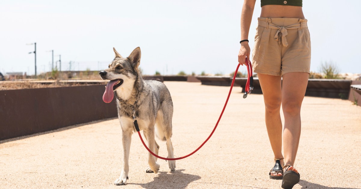 Should I Let My Dog Walk in Front of Me? - DogTime