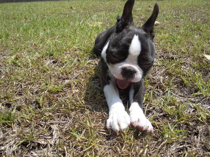 Boston Terrier Dog Breed Information & Characteristics