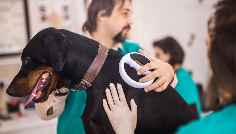 Chip Your Pet Month: A Dog Parent's Guide To Microchips - DogTime
