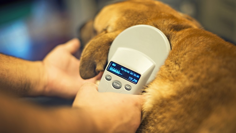 Chip Your Pet Month: A Dog Parent's Guide To Microchips - DogTime