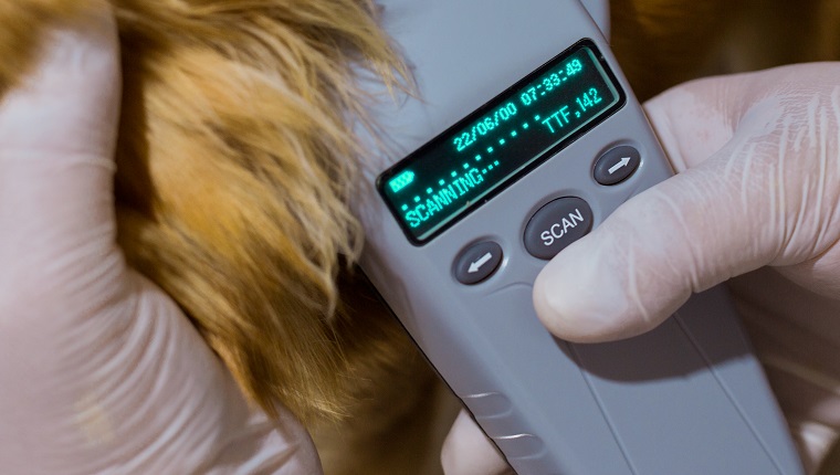 Chip Your Pet Month: A Dog Parent's Guide To Microchips - DogTime