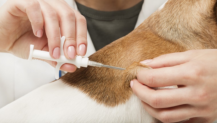 Chip Your Pet Month: A Dog Parent's Guide To Microchips - DogTime
