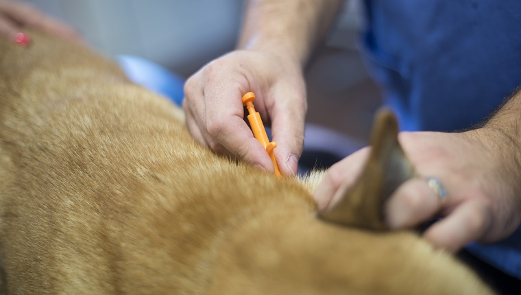 Chip Your Pet Month: A Dog Parent's Guide To Microchips - DogTime