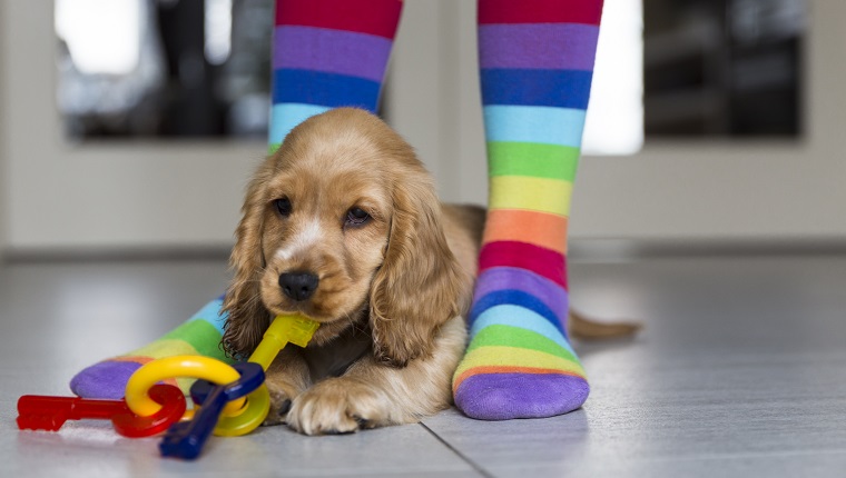 30 Best Dog Names For Cute Cocker Spaniels [PICTURES] - DogTime