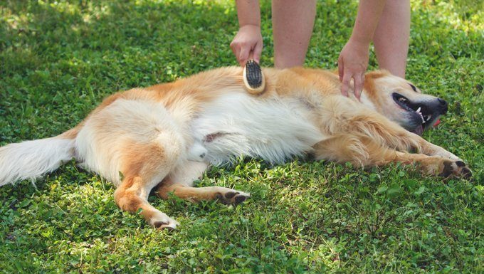 Everything You Should Know About Brushing Your Dog - DogTime