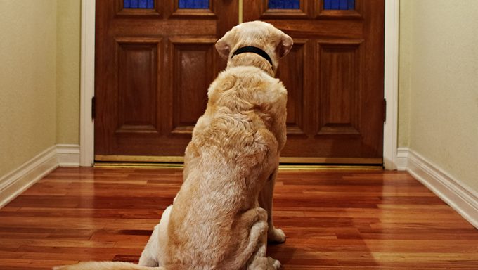 How To Teach Your Dog To Greet People Politely At Home - DogTime