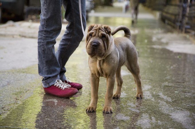 Your Dog's Skin 101: Health, Hot Spots, Problems - DogTime