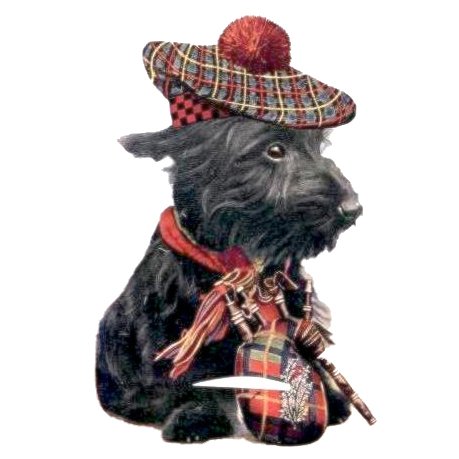 Scottish dog names - DogTime