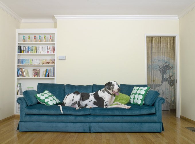 Thinking About Bringing Home A Great Dane? - DogTime