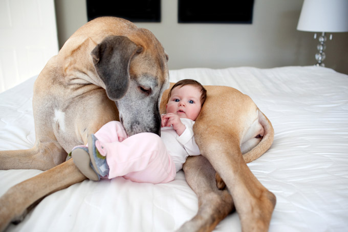 Thinking About Bringing Home A Great Dane? - DogTime