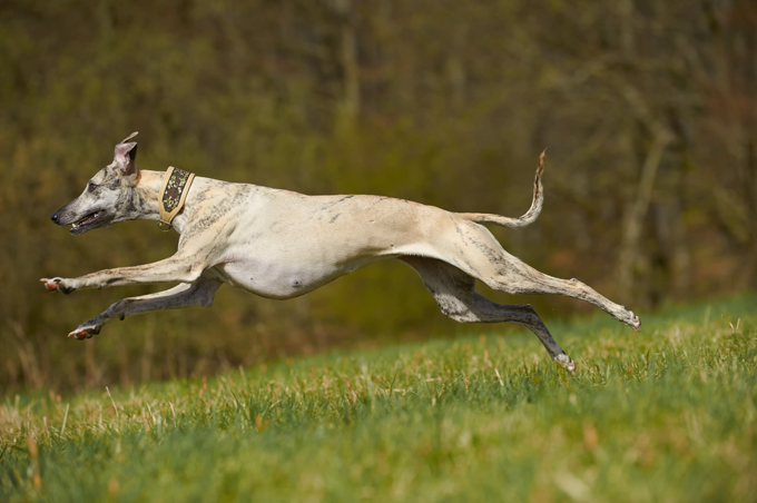 Dog Names By Breed - Page 5 of 5 - DogTime