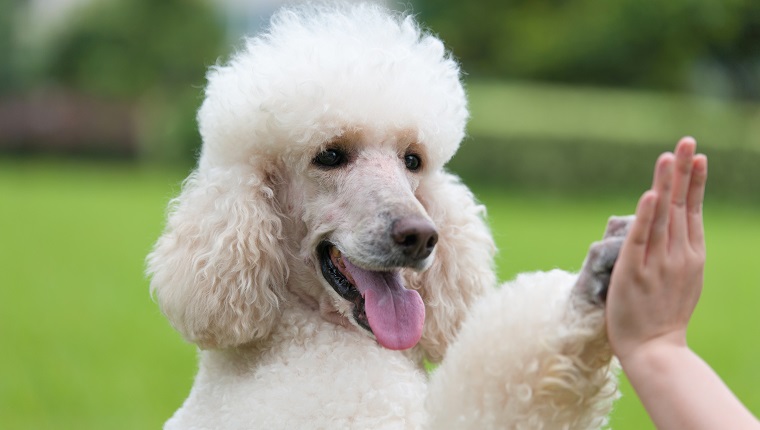 30 Best Dog Names For Precious Poodles [PICTURES] - DogTime