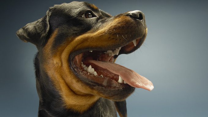 30 Best Dog Names For Regal Rottweilers [PICTURES] - DogTime