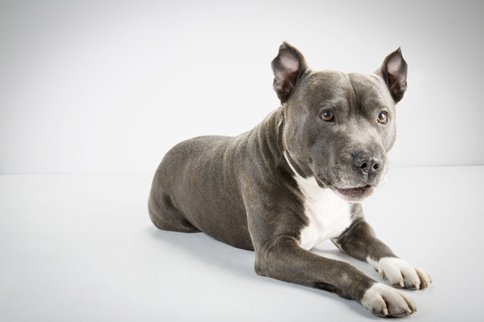 Teach Your Dog To Fetch - DogTime