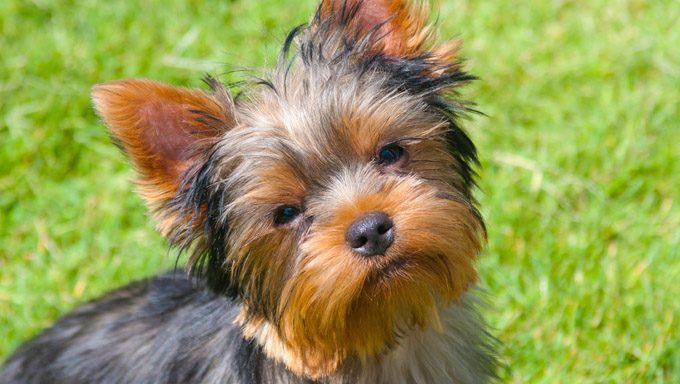 Yorkshire Terrier (Yorkie) Dog Breed Information