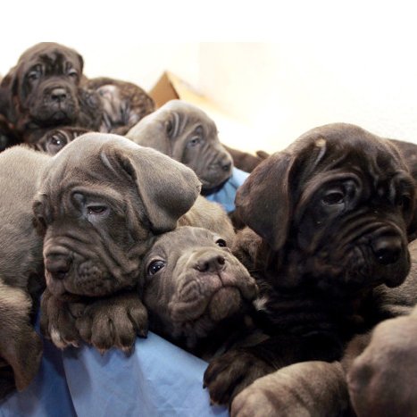 And baby makes 24... - DogTime