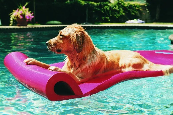 Are Chlorine Pools Safe For Dogs