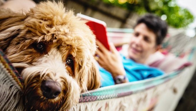 Diagnosing And Treating Urinary Incontinence In Dogs - DogTime