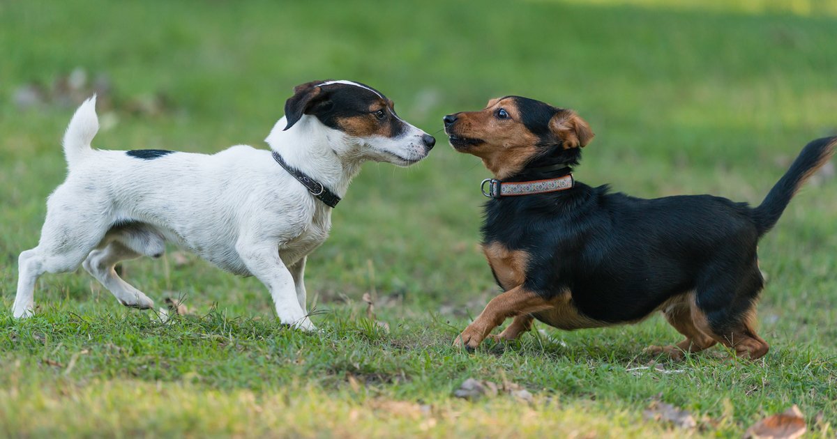 Things To Think about Before Bringing Home a Small Dog