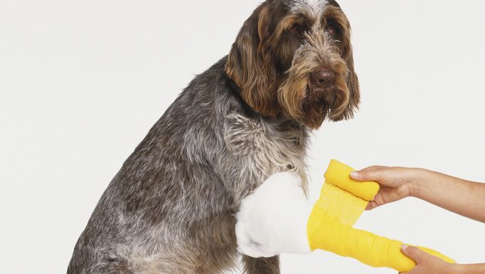 Pet First Aid: How To Control Your Dog's Bleeding In Emergencies - DogTime